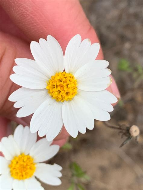 Layia Erubescens Calflora