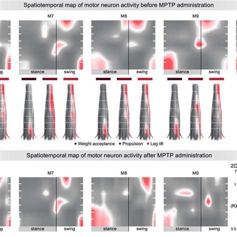 Design Of Ees Protocols Based On Spatiotemporal Maps Of Motor Neuron Download Scientific