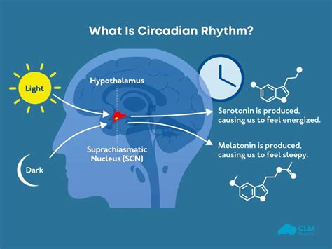 What Is Circadian Rhythm How It Works And Factors That Affect It