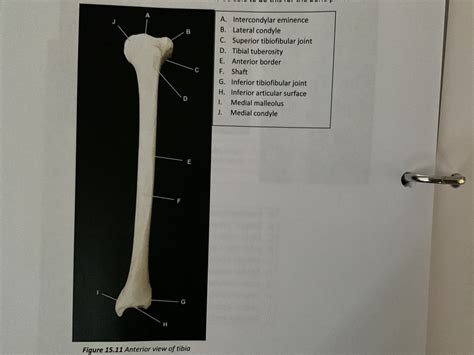 Appendicular Skeleton Tibia Diagram Quizlet