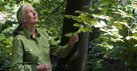 Unlikely Hero Saves Jane Goodall Reforestation Work After Usaid Cuts