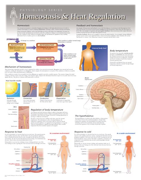 Human Homeostasis Diagram 101 And 102 Homeostasis And The Structure