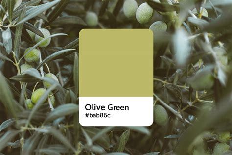 What Color Is Olive Green Colors That Go With It Its Meaning And