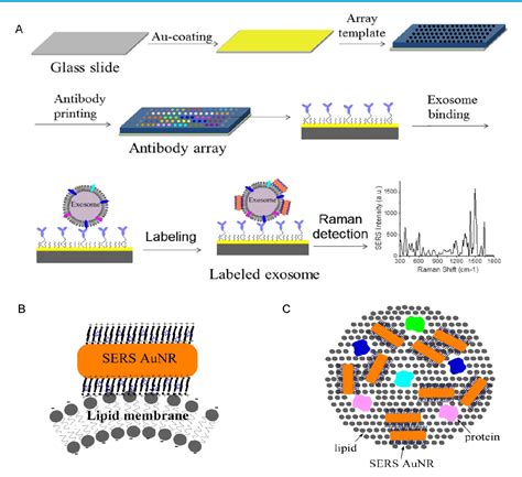 Table 1 From Molecular Detection And Analysis Of Exosomes Using Surface
