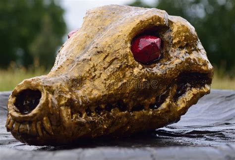 Jugger Skull Stock Image Image Of Golden Sitting Skull 81694575