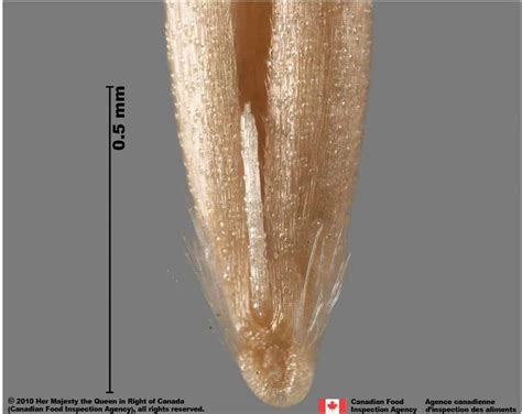 Apera Spica Venti L P Beauv Idseed