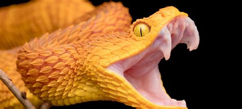 Are ‘darpins The New Heroes Of Medicine