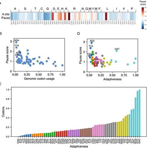 Mrna Adaptability Does Not Correlate With Translation Efficiency A A
