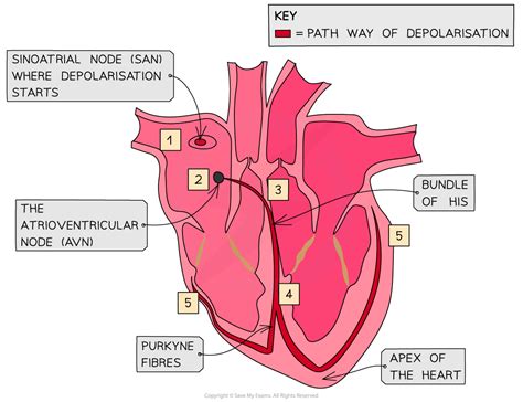 Heart Action Initiation And Control Ocr A Level Biology
