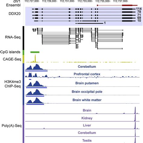 de novo definition of macaque gene models with iso seq data a