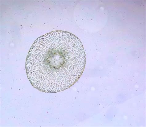 Premium Photo Life Under A Microscope