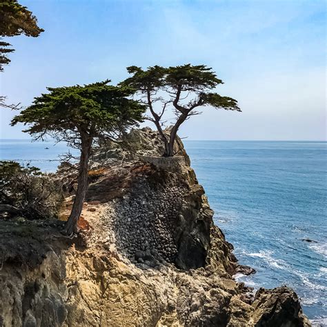 15 Largest Tree Species In The World