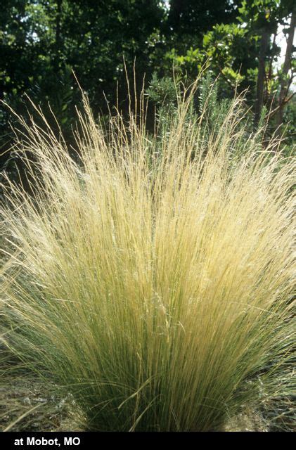 Nassella Tenuissima Ornamental Grasses Mexican Feather Grass