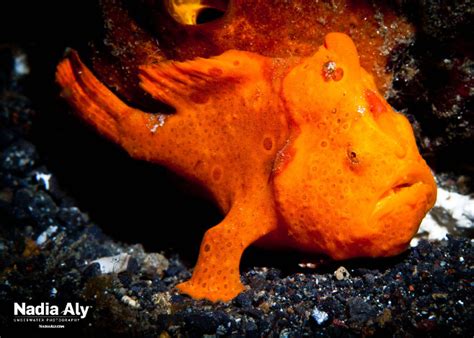 Interesting Frogfish Eating Techniques Seafish