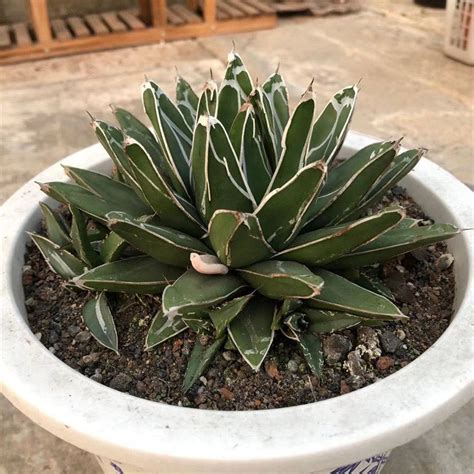 直播19号多肉植物龙舌兰世之雪办公室小盆栽满28包邮虎窝淘