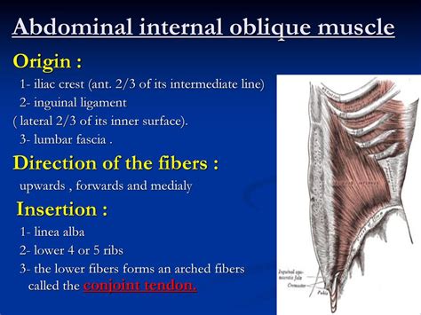 External Obliques Origin And Insertion