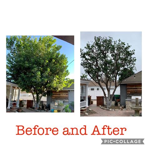 Finleys Tree And Landcare Inc Photo Gallery Torrance Ca