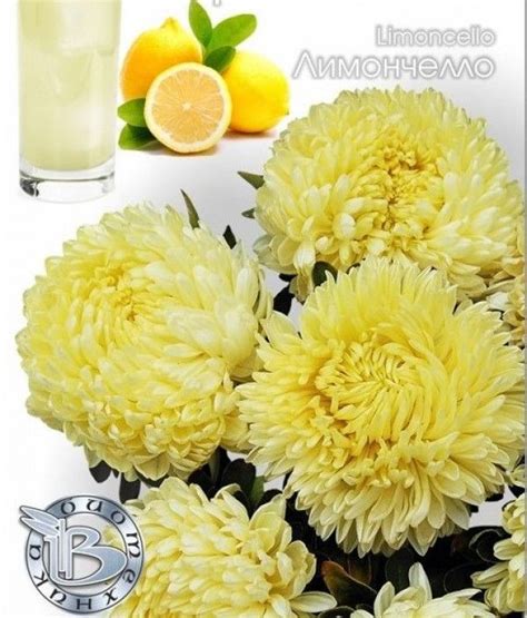 Perennial Aster Seedlings Delivery By Nova Poshta Ua