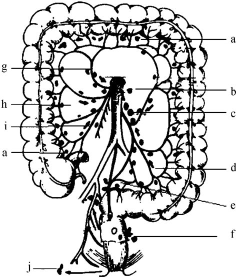 第一节 解剖及组织胚胎学概要 浙江省医疗机构管理与诊疗