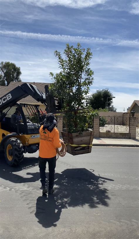 Tree Doctor Updated August 2025 North Hills California Tree