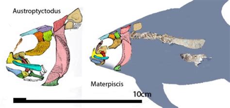 Viviparity The Pterosaur Heresies