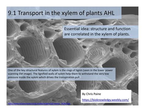 Xylem Transport In Plants Ibdp Biology Pdf