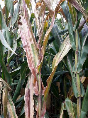 Maize Bushy Stunt Phytoplasma Pests And Diseases