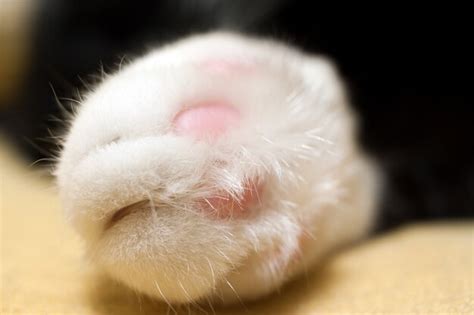 Premium Photo White Cat Paw Close Up