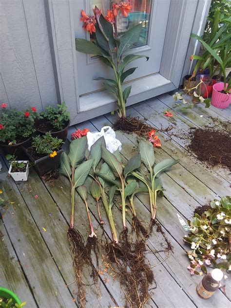 Separating My Red Canna To Sell Some Starts Thought You Guys Would