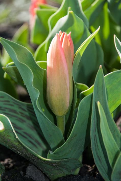 Tulipa Greigii Toronto