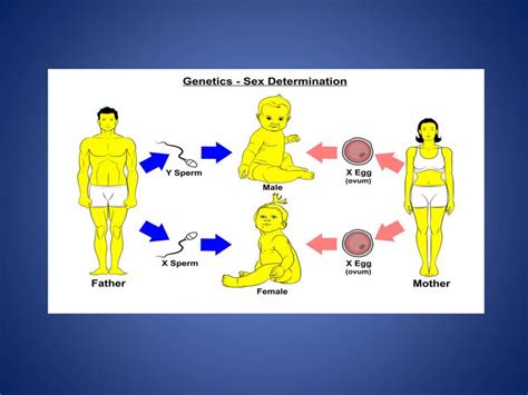Male Reproductive Physiology Ppt