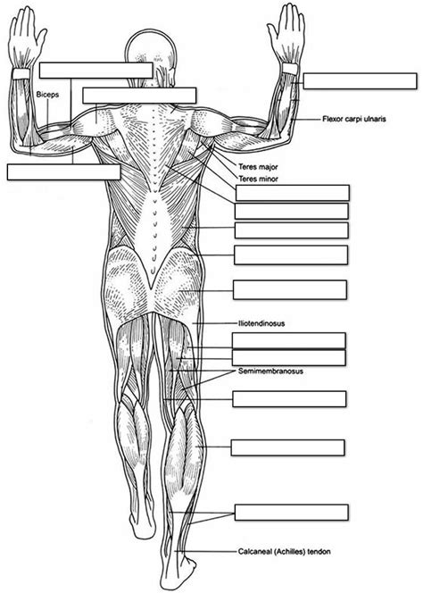 Muscles Labeling Full Body Anatomy And Physiology Muscle Anatomy