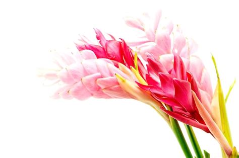 Premium Photo Red Ginger