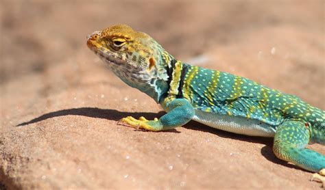 Overlooked Jurassic Park Of Lizards” Discovered By Researchers