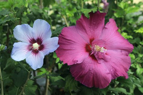 Hibiscus Walbertons® Lunar® Series The Farplants Group