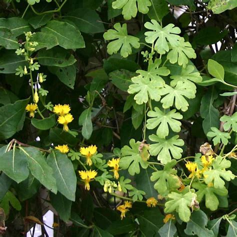 Tropaeolum Peregrinum Kananariblomkarse Stauderiket Blogg