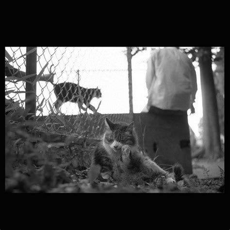 Chee And Ruby Cat Smallcats Blackandwhitephotography Cats Black And White Photography Chees