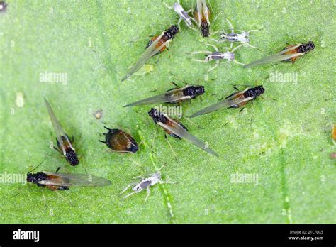 Colony Of Cotton Aphid Also Called Melon Aphid And Cotton Aphid