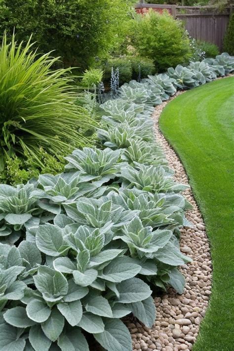 11 Perennial Ground Cover Plants