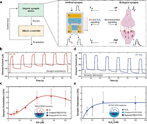 An Organic Brain Inspired Platform With Neurotransmitter Closed Loop Control Actuation And