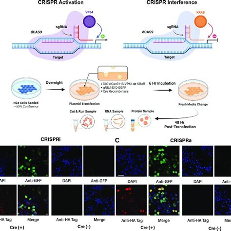 Cell Subtype Specific Crispra Transcriptional Activation And Crispri Download Scientific