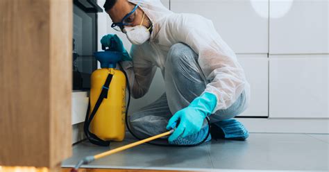 Stink Bug Control Techniques For Charleston Dwellers Anchor Environmental