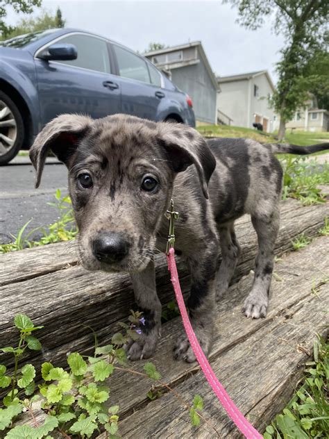 German Shepherd Great Dane Mix Suzie The Great Dane Needs A New Home