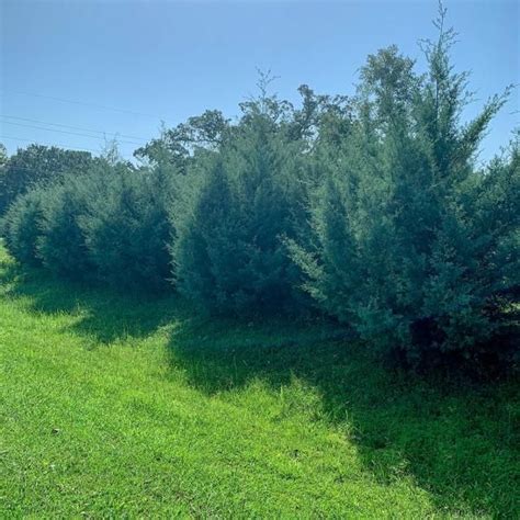 Unbranded 2 5 Qt Carolina Sapphire Cypress Live Evergreen Tree Light