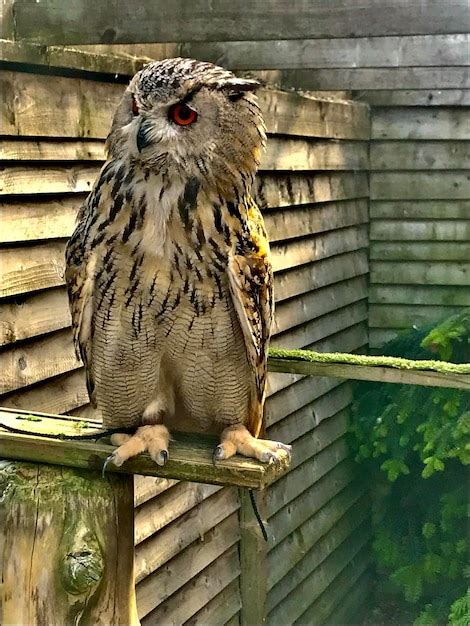 Premium Photo Siberian Eagle Owl