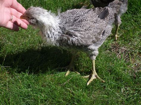 5 6 Week Old Easter Egger Gender Backyard Chickens Learn How To Raise Chickens