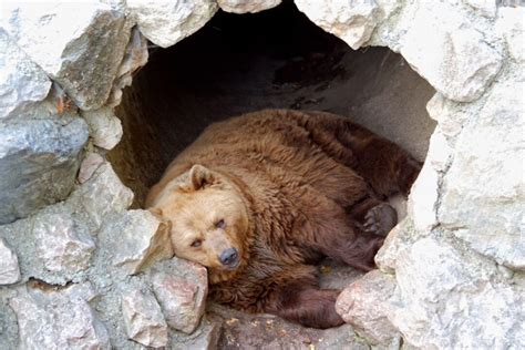 6 Gigantic Bears That Once Dominated The Earth