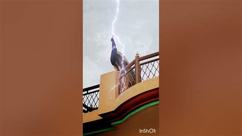 Beautiful 😍 ️ ️ Peacock 🦚🦚🦚 Rajasthani Shorts Youtube Youtube