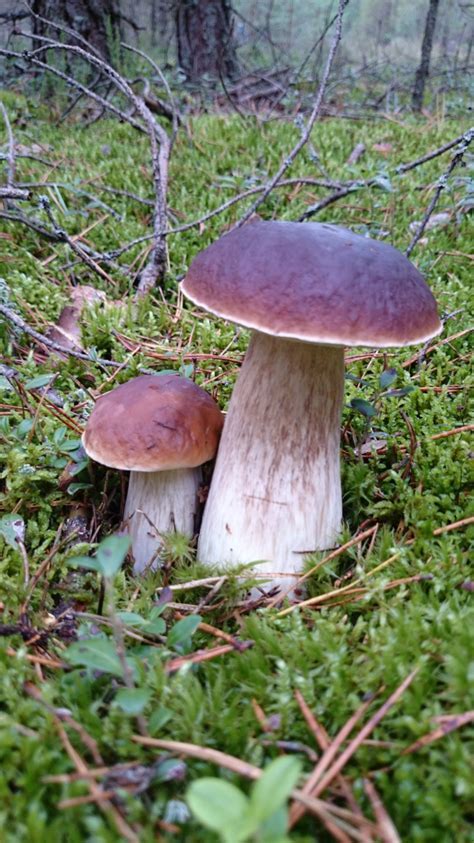 Neįtikėtinas Saldytų Baravykų Kubelių Vadovas Virimo Laikas