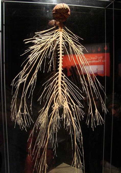Body Worlds Medical Anatomy Human Nervous System Medical Knowledge
